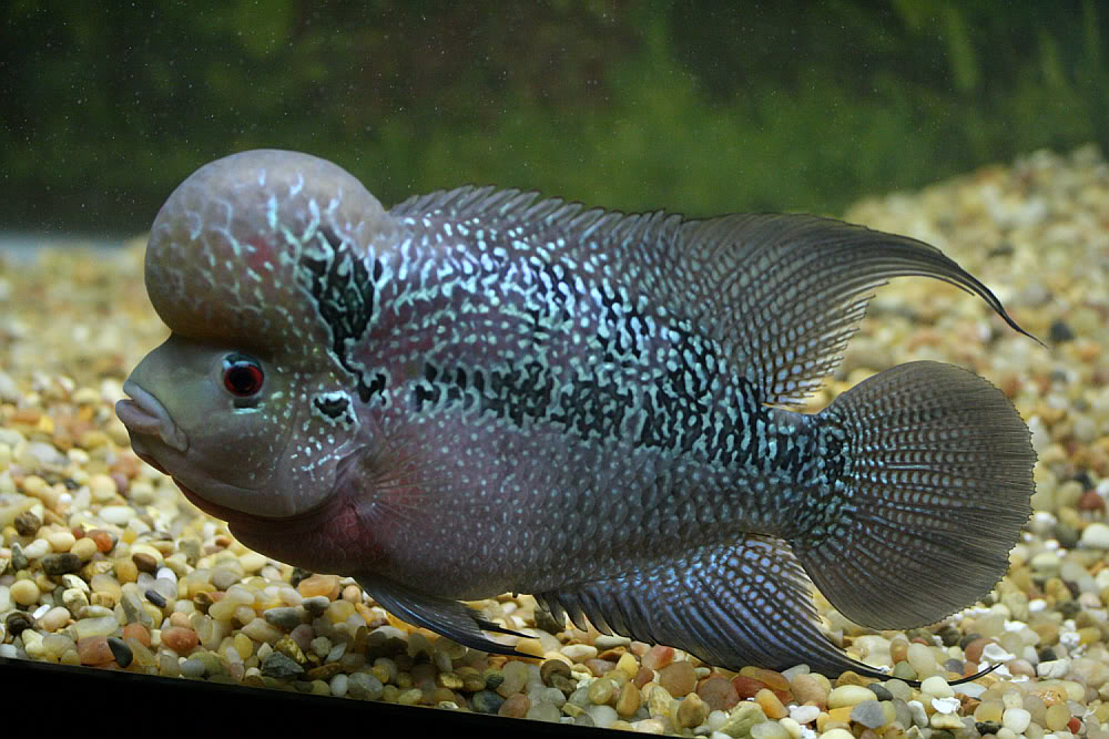 Journey Of Flowerhorn (Louhan): Louhan Golden Monkey / Kamalau