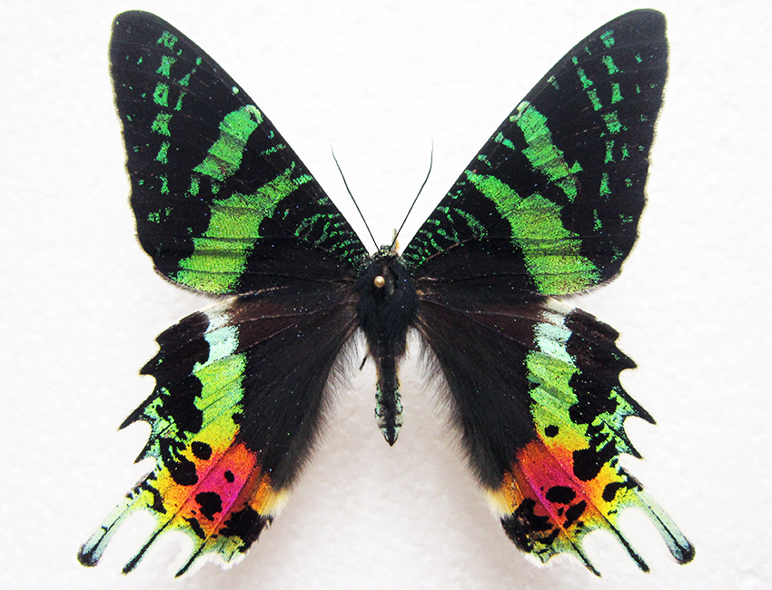 Distinguere una farfalla da una falena