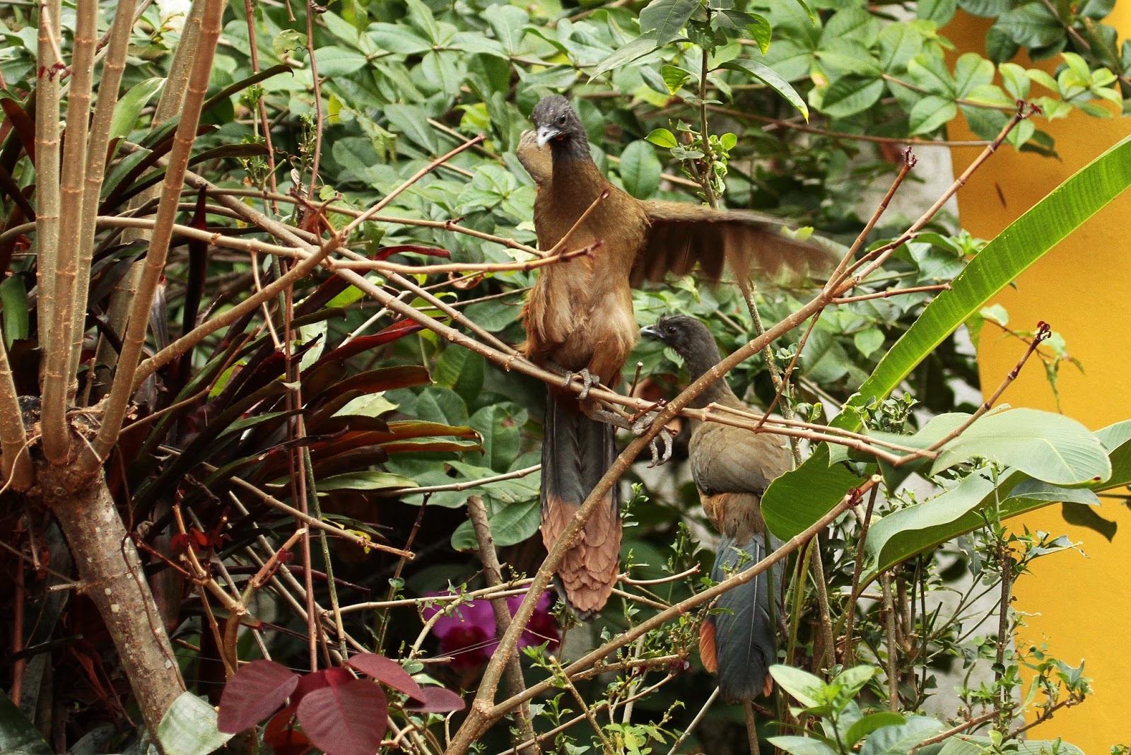 Nuestro bello mundo...: Rufous-vented Chachalaca, Ortalis ruficauda ...