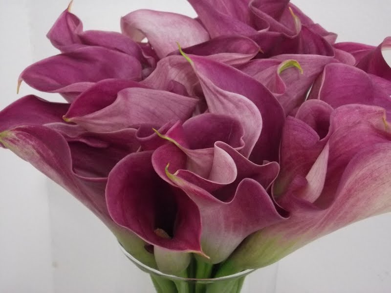 Bouquet de calla rosado.