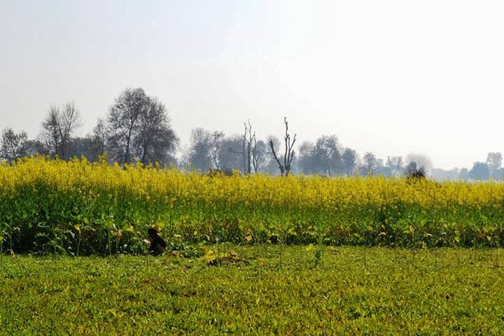 Its All About Desi Nagar: Sarson Ka Khet, Toba Tek Singh