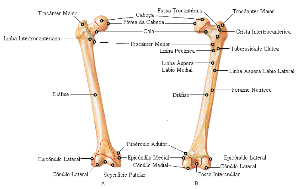 Aprenda Fisioterapia: Fratura do colo do Fêmur