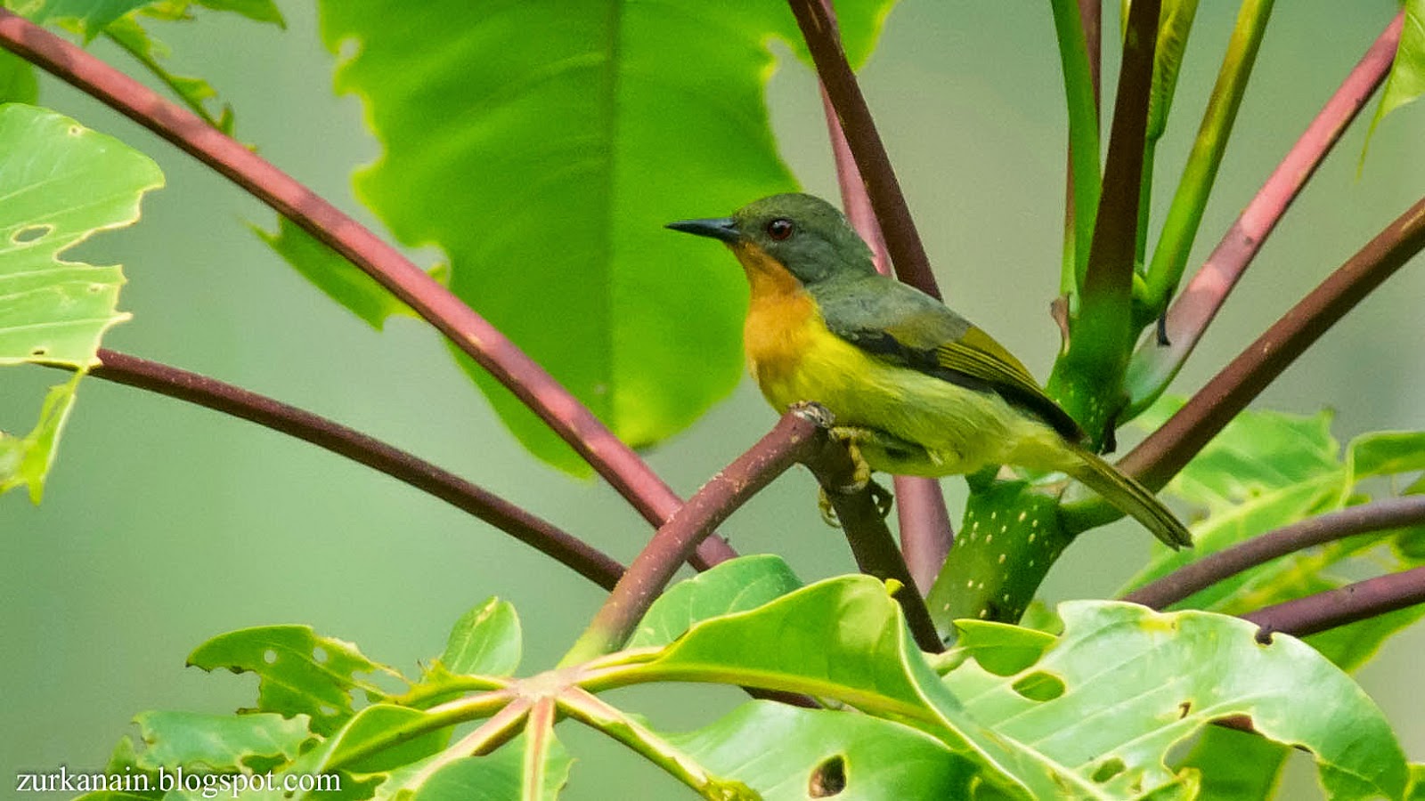 Zul Ya - Birds of Peninsular Malaysia: Ruby Cheeked Sunbird