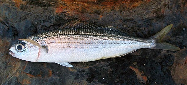 Mundo Oceanico: Boga