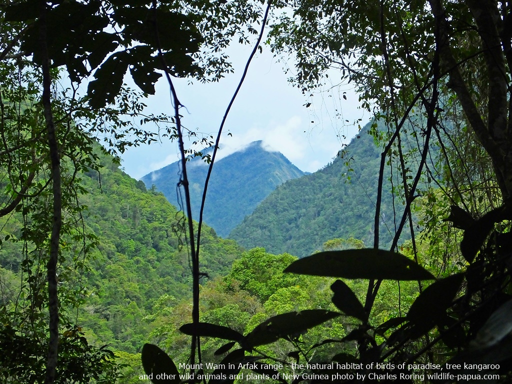 Birding and Wildlife Watching: Trekking and Watching Birds in Imubri ...