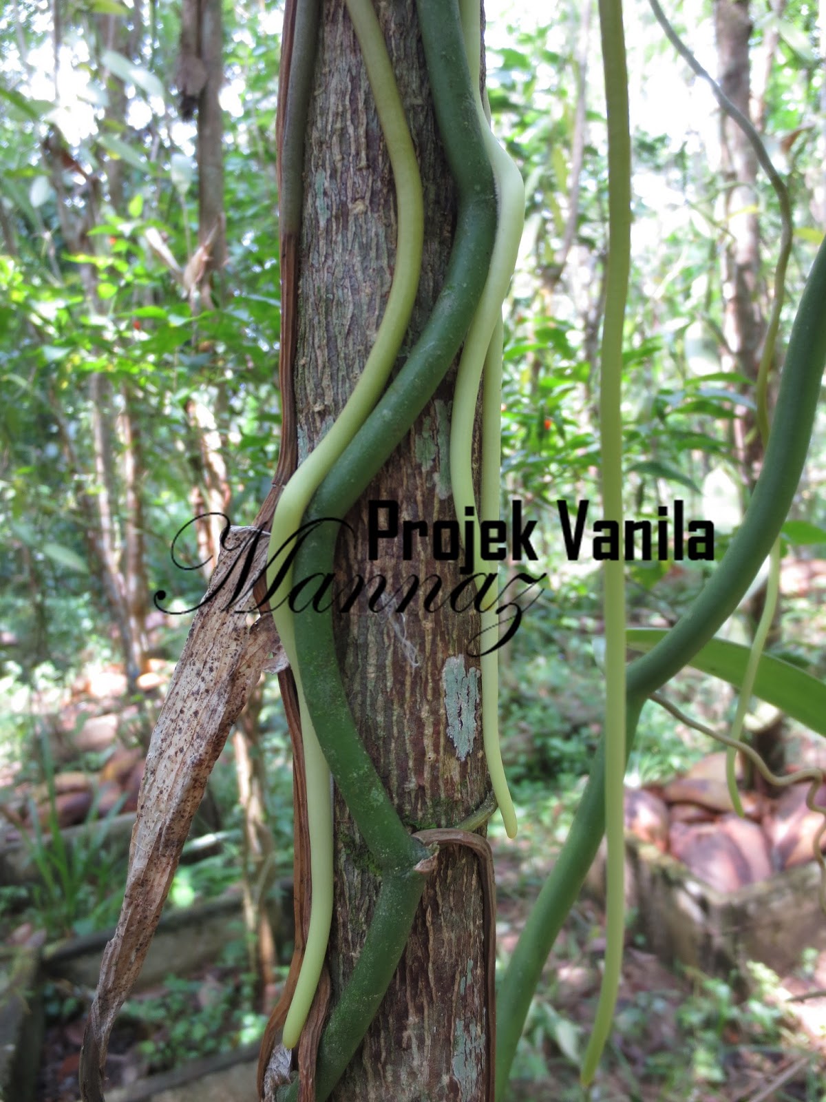 Projek Vanila Mannaz: Penanaman Vanila
