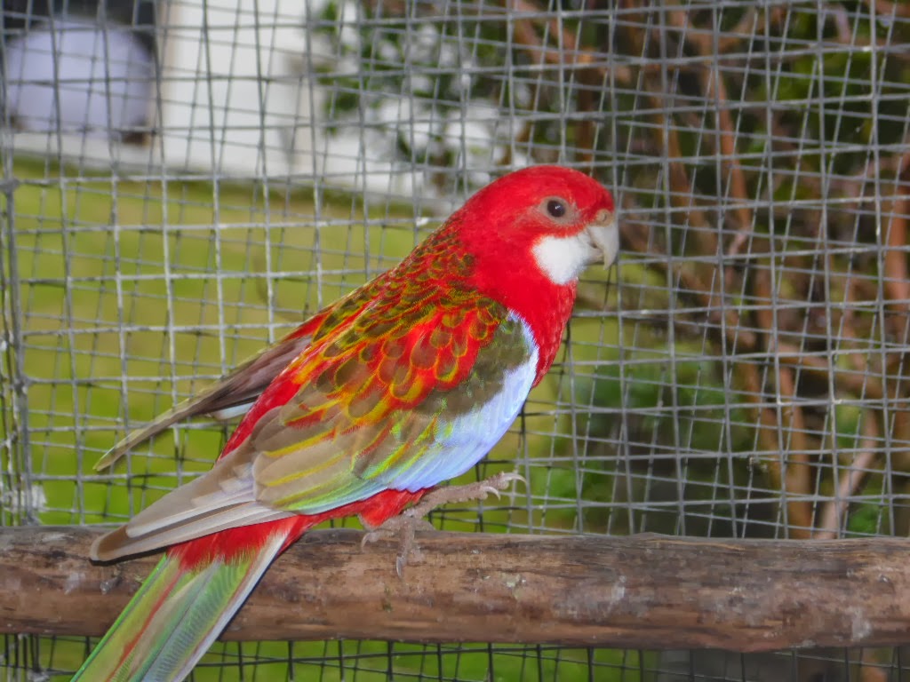 OLHÓ PASSARINHO: ROSELAS