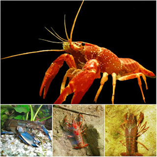 Bass Fishing Tips & Tales: Why Crawfish Change Colors