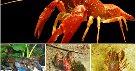 Bass Fishing Tips & Tales: Why Crawfish Change Colors