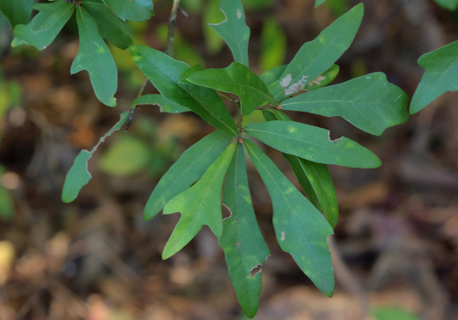 Nature Ramblers: Ramble Report October 26 2017