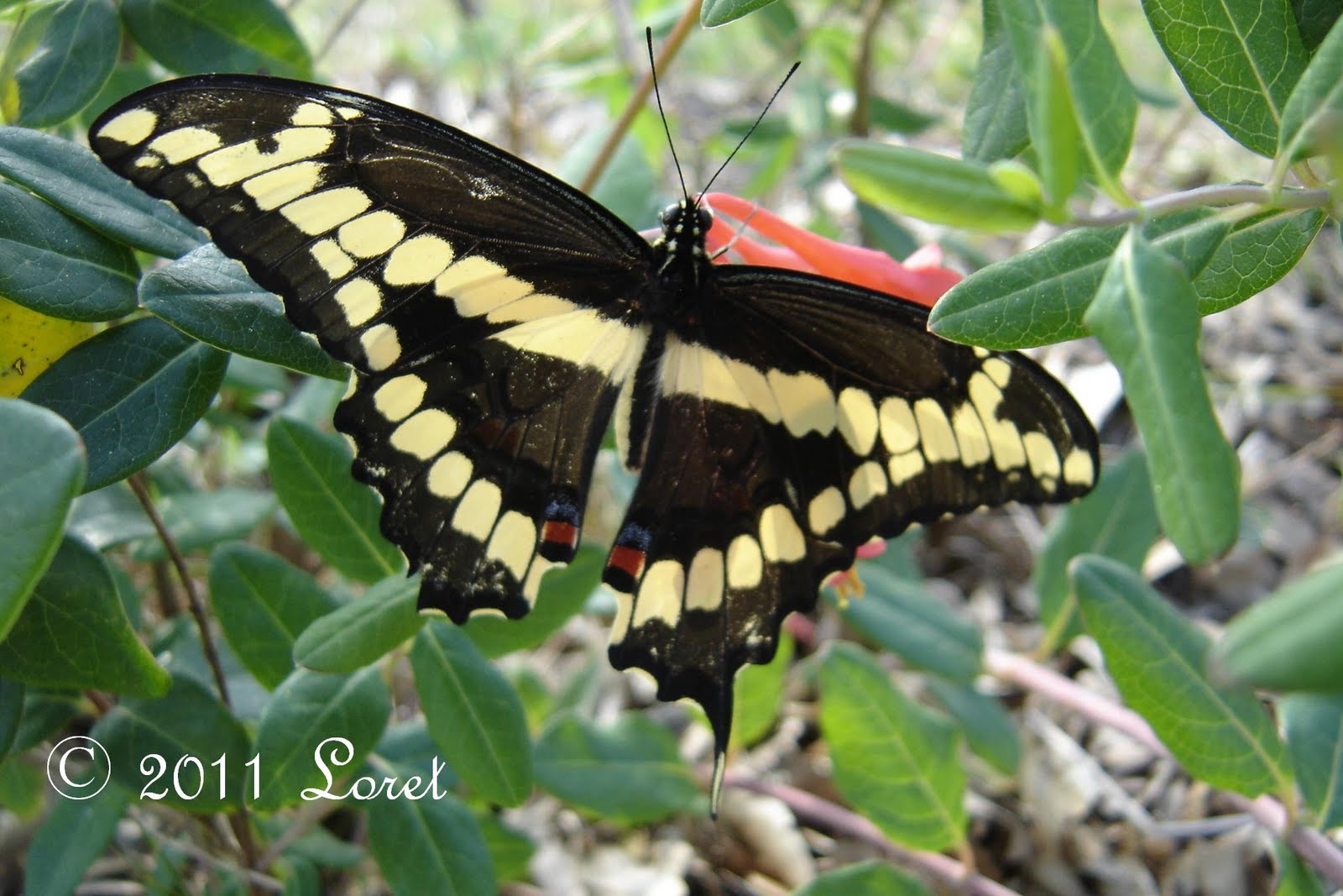 OsceolaFlGardenBlahBlahBlog: The Awakening -- Giant Swallowtail