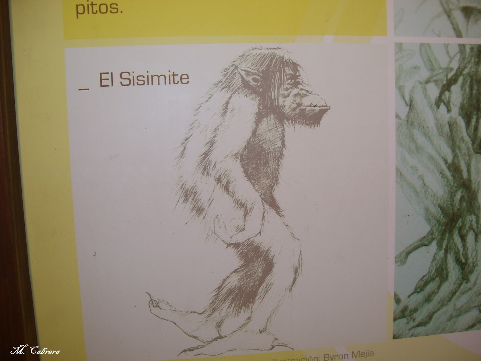 Cocina hondureña y mas: HISTORIA DEL SISIMITE( THE SISIMITE'S TALE)