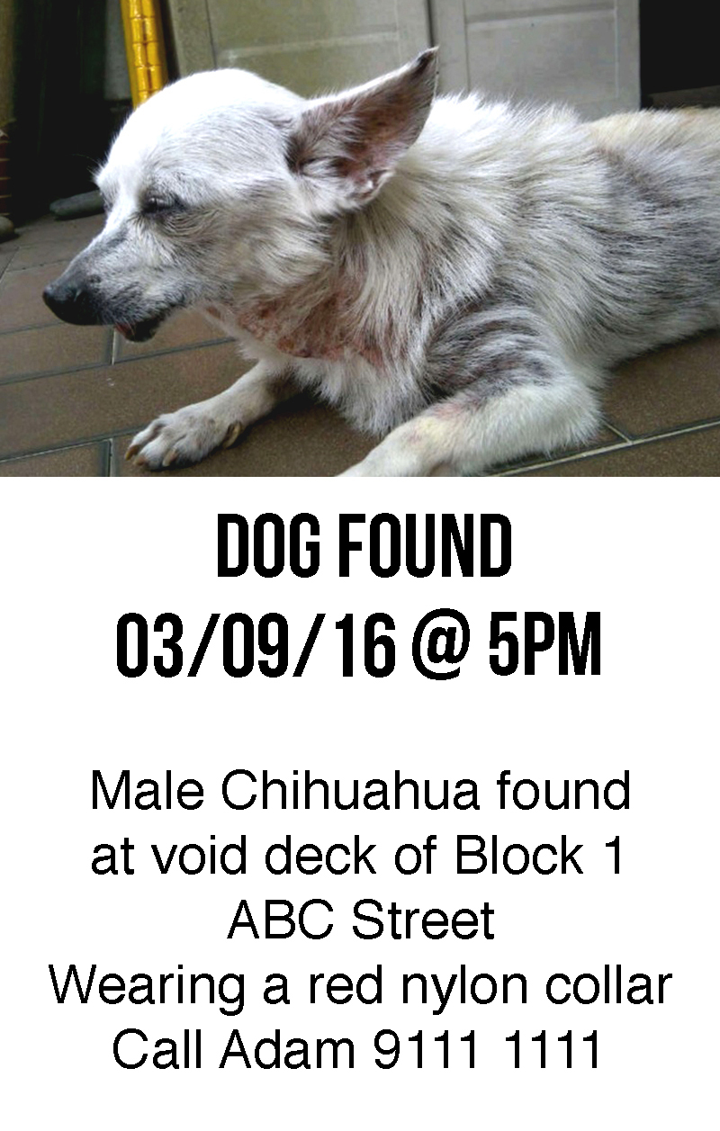 HOPE Dog Rescue: What To Do When You Find A Dog