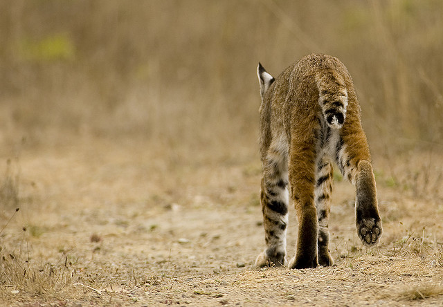 The Bobcat – Resilient Predator of North America | The Ark In Space