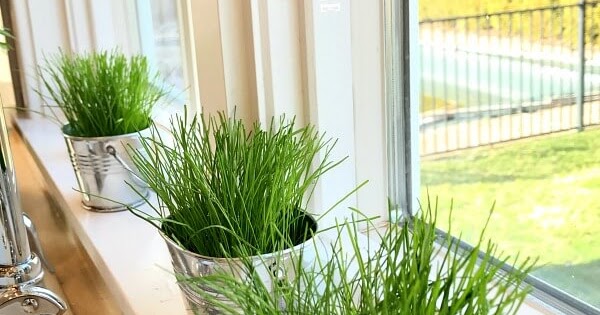 How To Grow Grass Indoors | Exquisitely Unremarkable