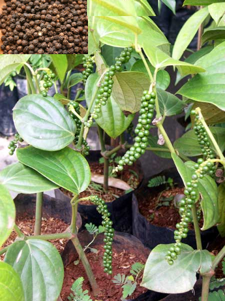 Pepper (HU JIAO)-Piper nigrum-Fructus Piperis Nigri ~ Pharmacognosy ...