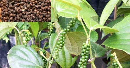 Pepper (HU JIAO)-Piper nigrum-Fructus Piperis Nigri