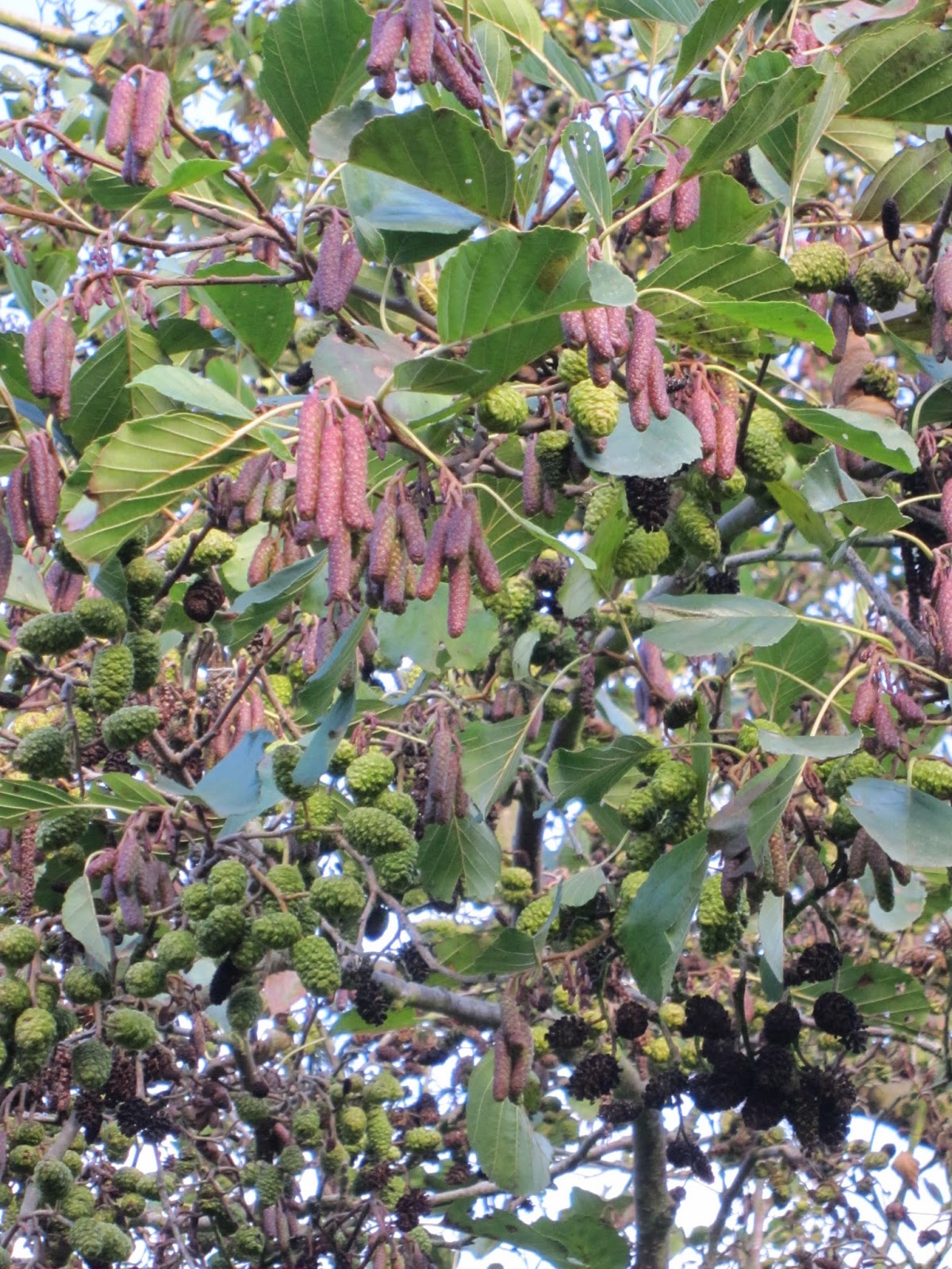 My Purple Velvet Box Full of Stuff: Tree Identification № 4: Alder