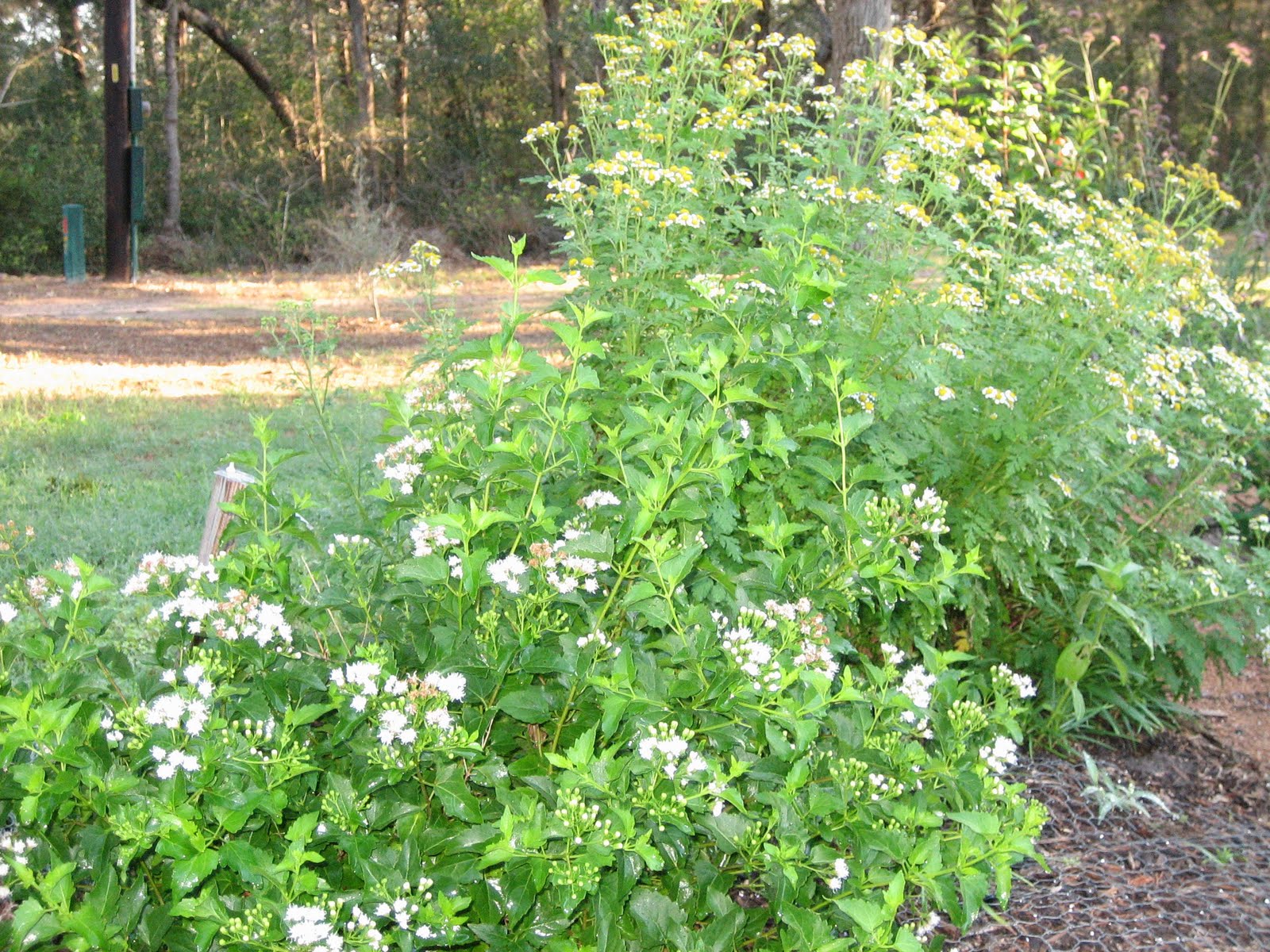 Lisa Bonassin's Garden: What's Blooming Now - White Mist Flower 05/14/2011