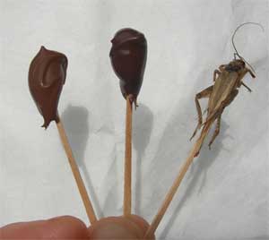 Ants in my pants!: Choco Chirpies Recipe: Chocolate Covered Crickets