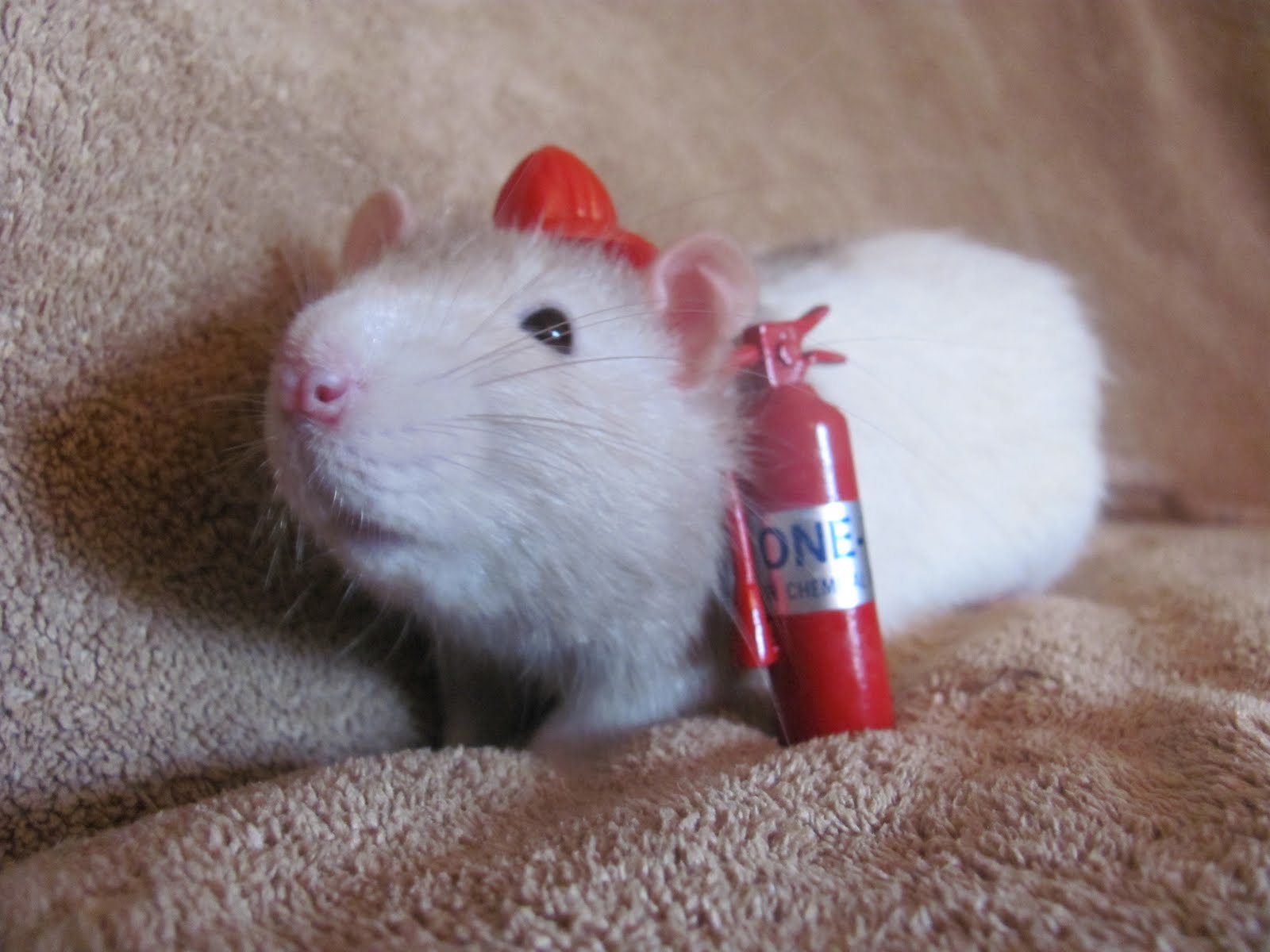 Ringo's Rat Tales: #30 - Firefighter