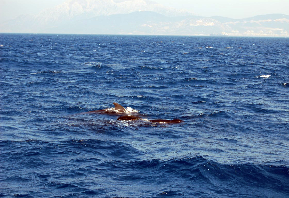 Delfines, ballenas y orcas en Tarifa: Crónica de un avistamiento de ...