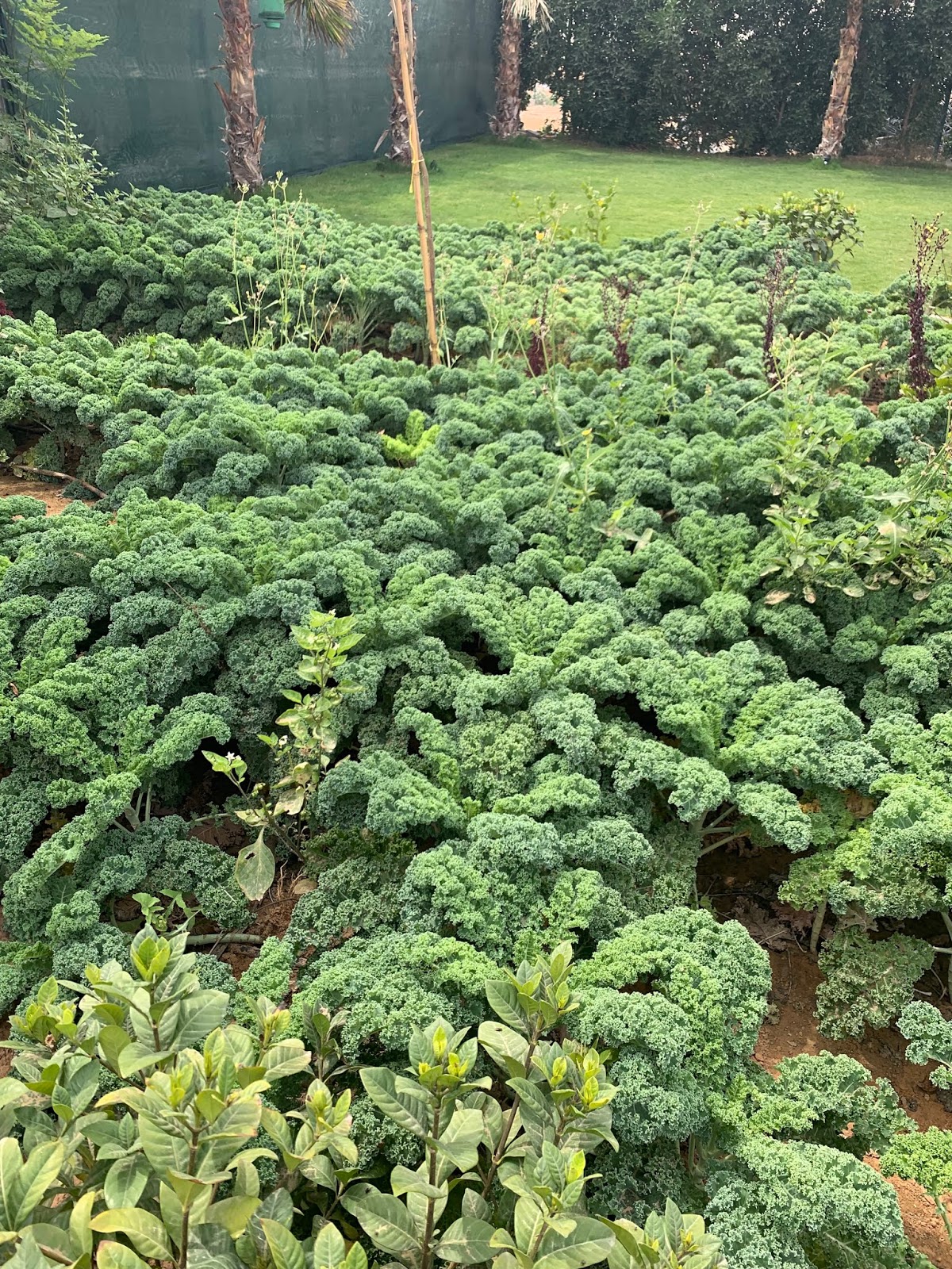 Emirates Bio Farm Experience