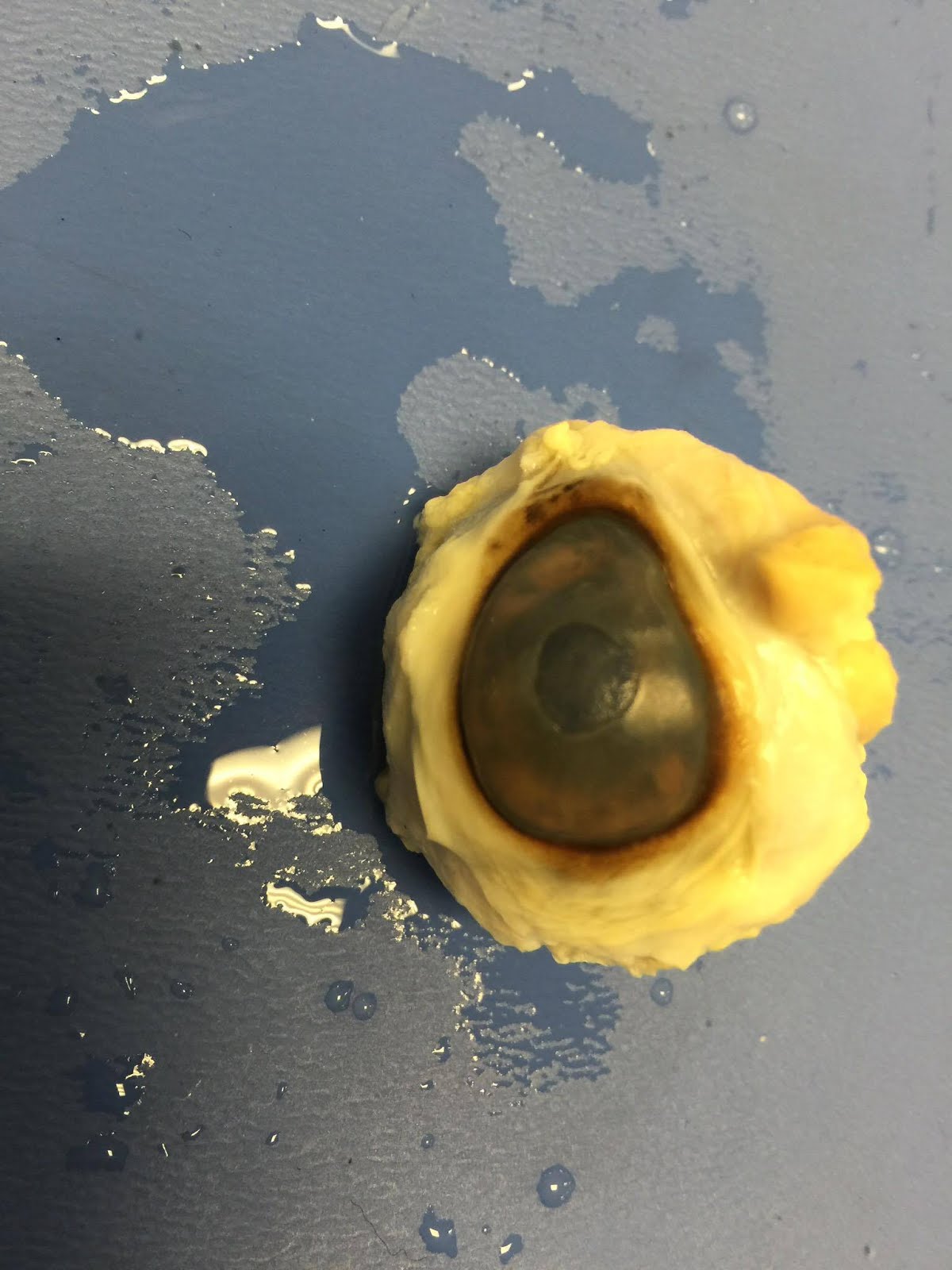 Anatomy and Physiology : Sheep Eye Dissection Lab