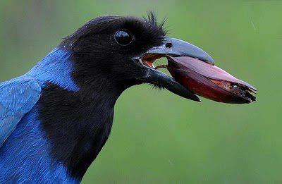 Gralha-azul (Cyanocorax caeruleus) Minecraft Mob Skin