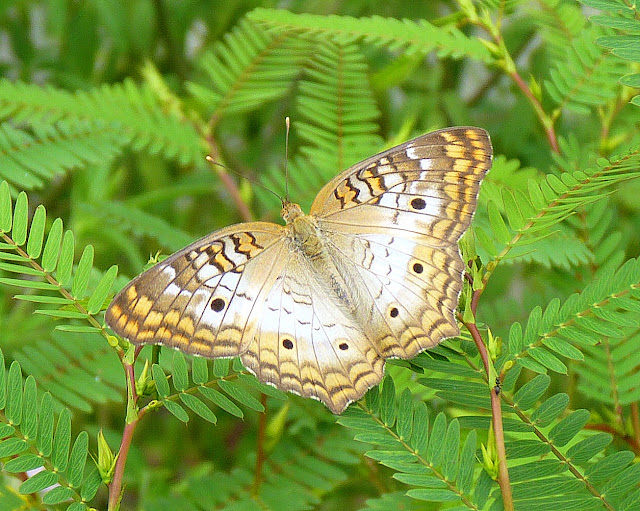 Attracting Butterflies | Simple Butterfly Photography Tips