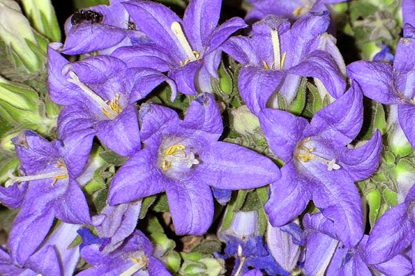 Flora hellenica: Campanula calaminthifolia
