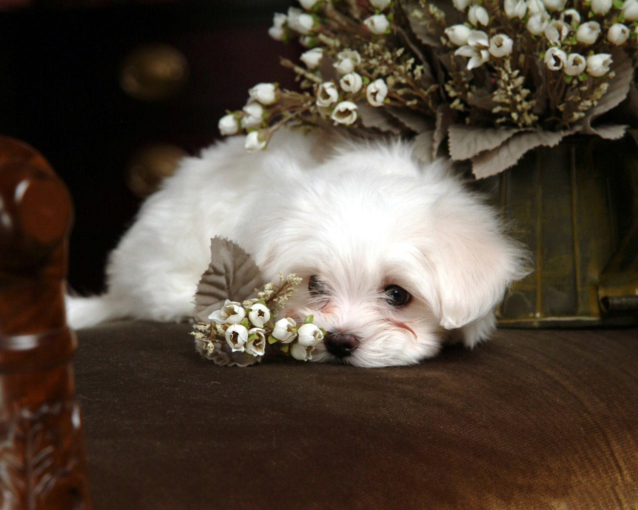 Poze cu Caini Bichon Maltez | Poze Super Misto