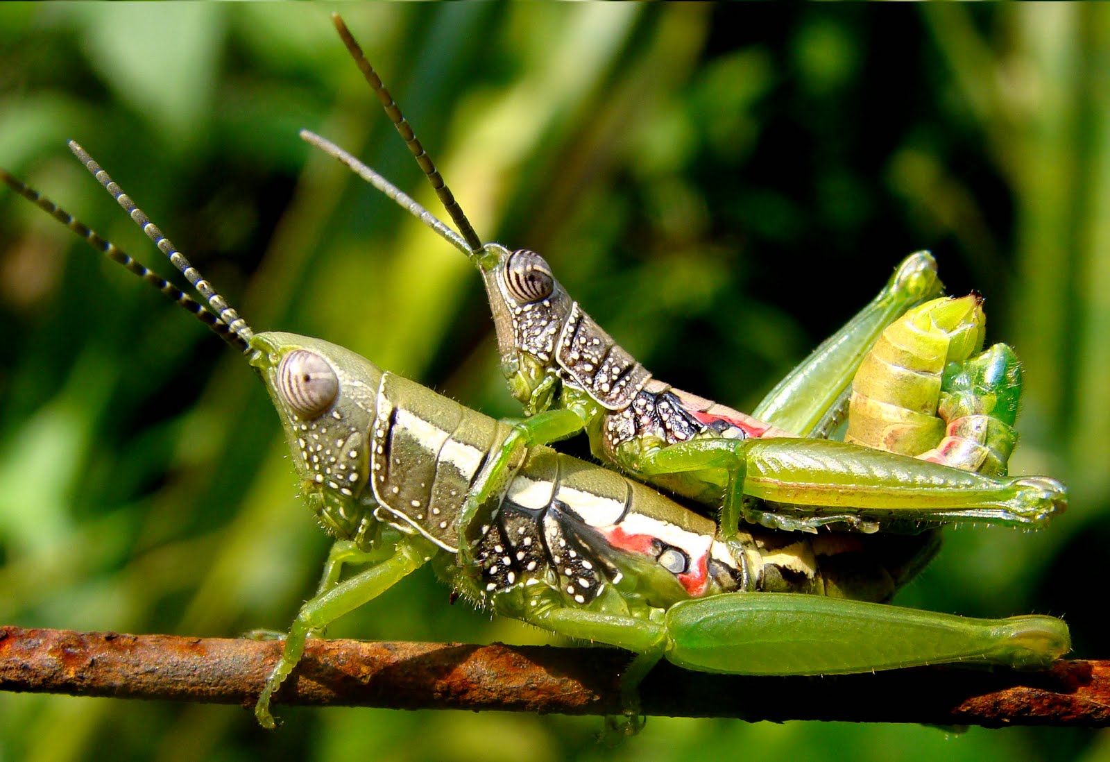 Insects of Kerala: GRASSHOPPER MATING