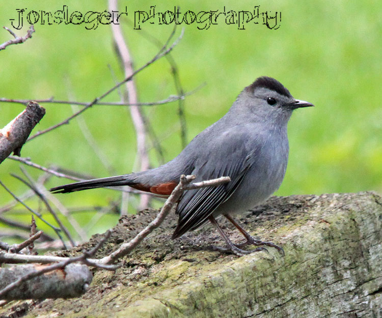 Northern Illinois Birder: Gray Catbird; Late April Migration to ...