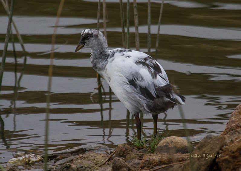 La pajarera del Comepancito: Tagua común - Leucismo