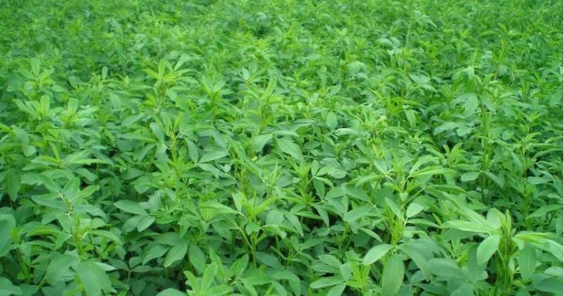 AGRICULTURA NO BRASIL: Cultura da Alfafa (Resumo)