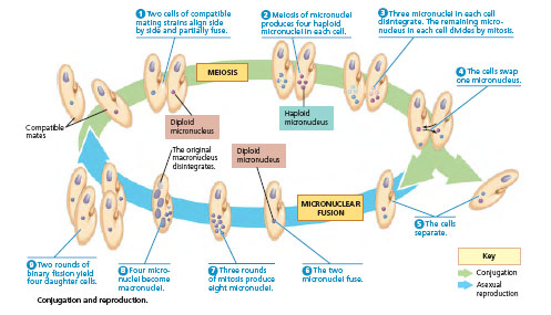 Konjugasi dan Reproduksi Paramecium ~ Wartos Biologi