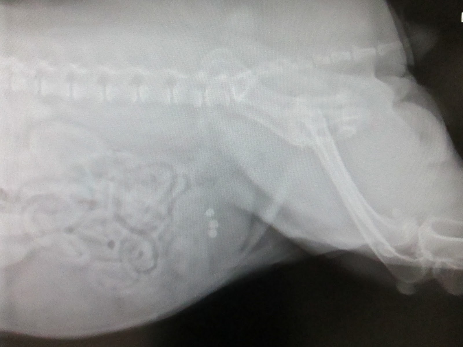 VETERINARY ASSOCIATES OF CAPE COD: Bladder Stone Removal Via Cystoscopy