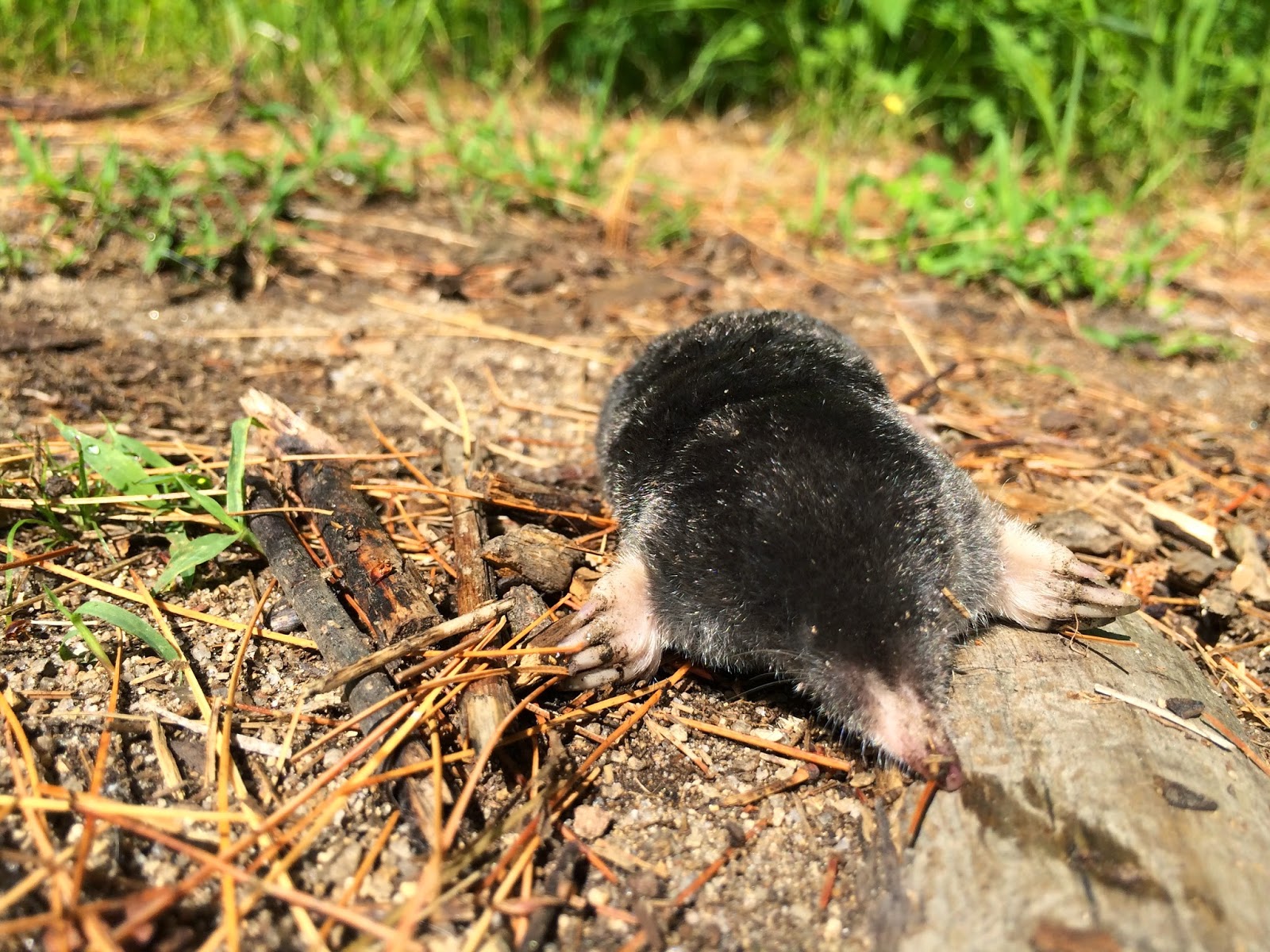 Spicebush Log: July 2014