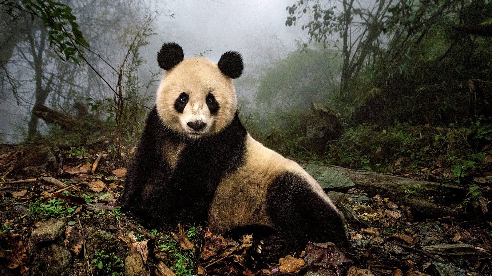 How Can We Help Endangered Pandas - Danger Choices