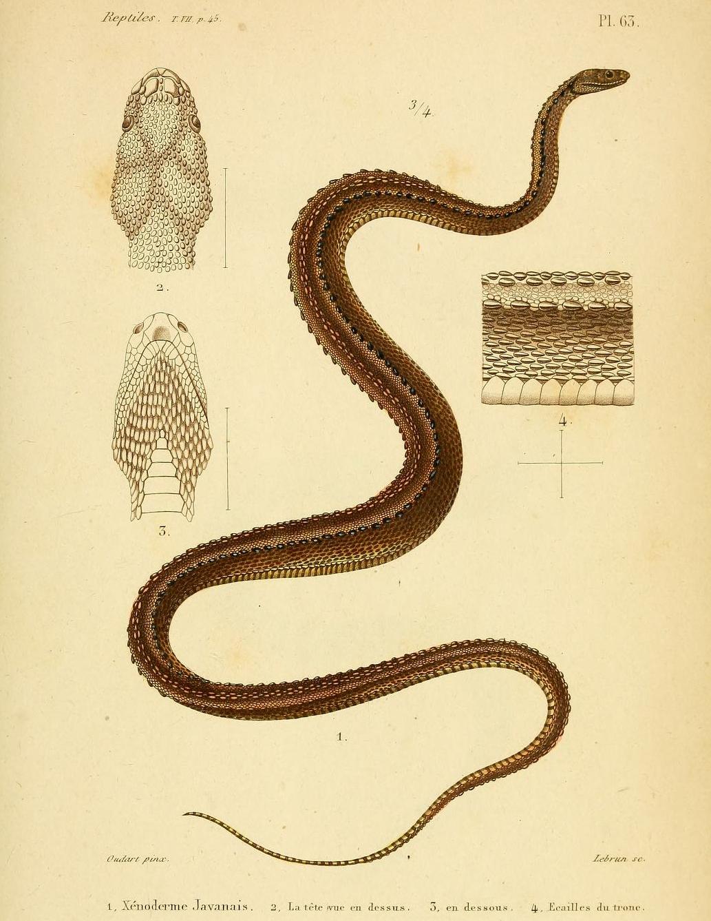 Life is short, but snakes are long: Dragonsnakes