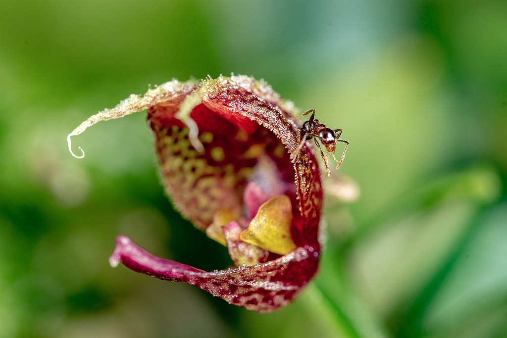 Scaphosepalum rapax care and culture | Travaldo's blog