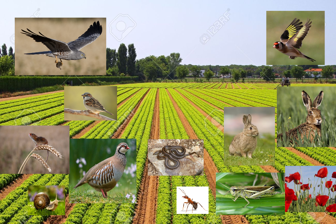 ECOLOGÍA Y MEDIO AMBIENTE: Comunidad, Población, Especie e Individuo ...