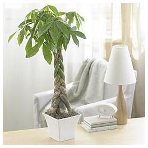 Karibu PROSPER !: Japanese Money Tree