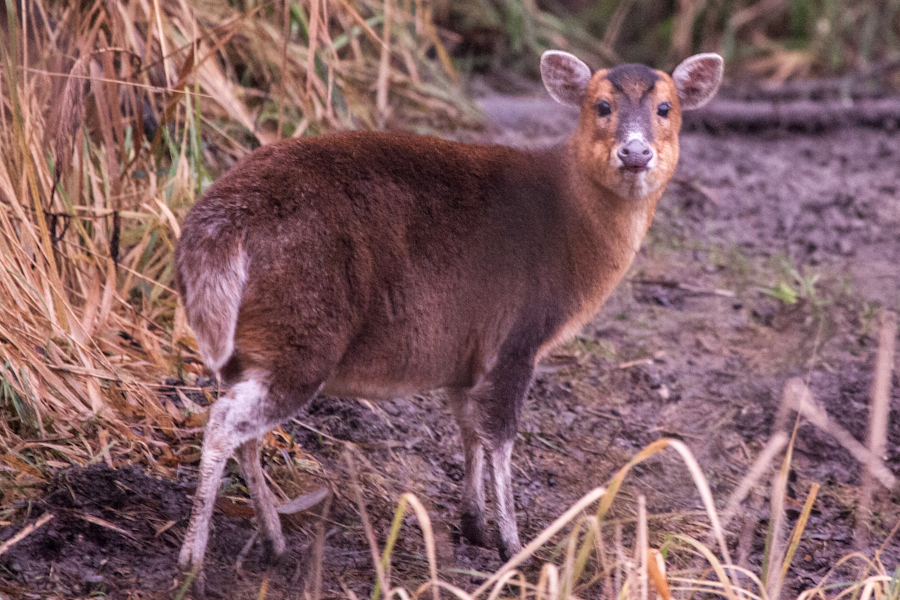 Sue B-H Images: Wicken Fen at Dawn