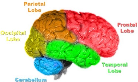 Interesting Facts About The Human Brain To Know N D R K NURSING interesting-facts-about-the-human-brain-to-know-n-d-r-k-nursing