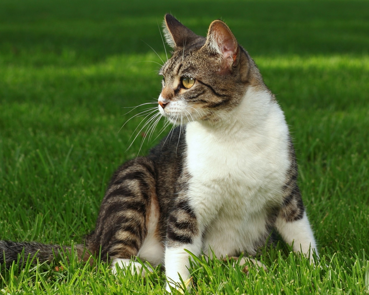 Fakta Tentang Kucing Domestik yang Perlu Diketahui - Blog Kucing Domestik