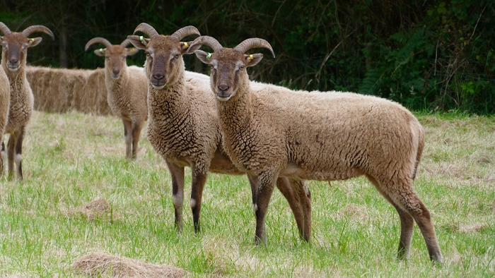 Spindlebrook • no-dig • Market Garden: New rare breed sheep! Castlemilk ...