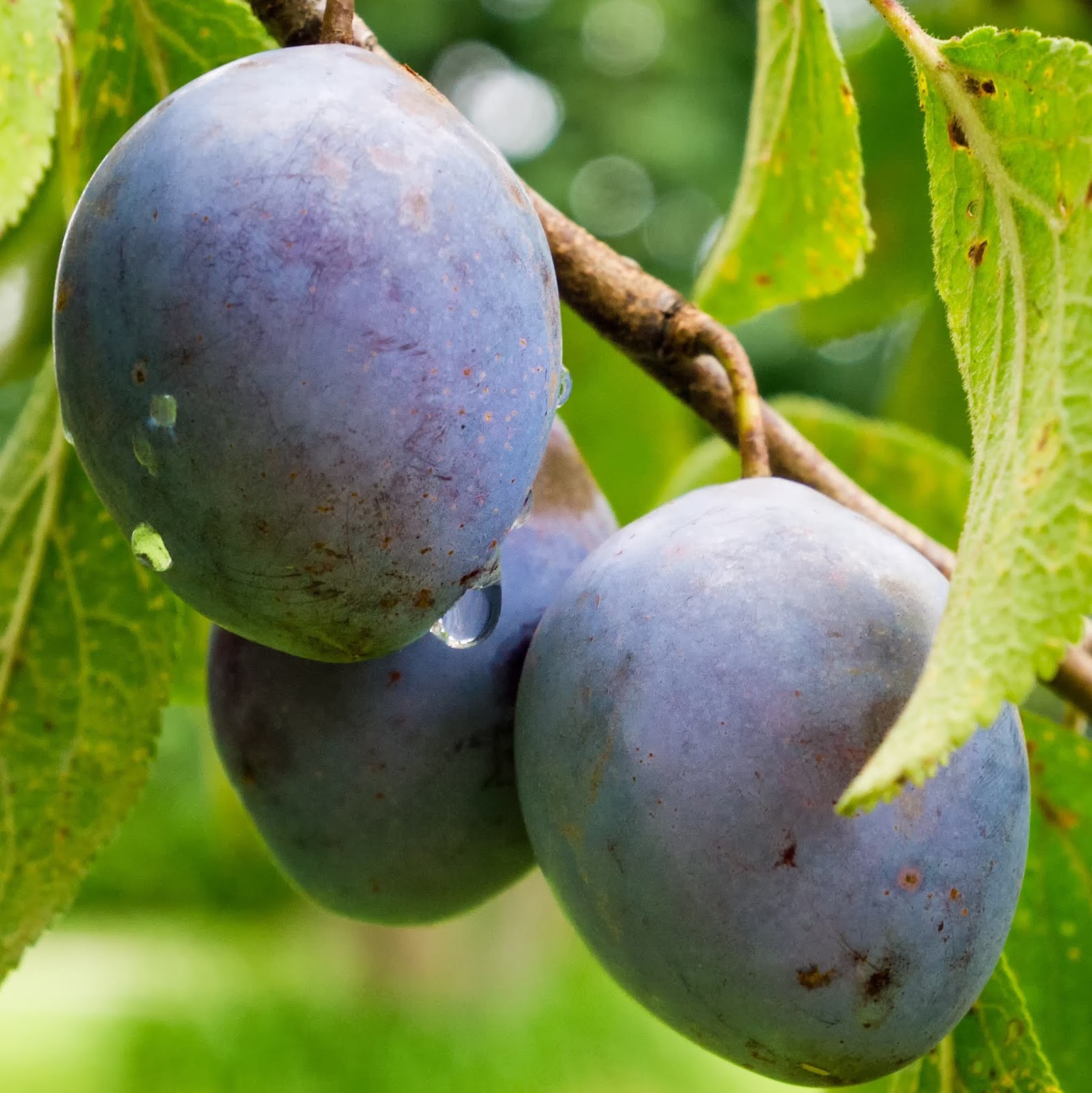 cipputiblog: Total bio e a km zero, sono più che saporite e molto ...