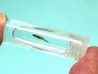 Rahadih Gedoan: Paedocypris Progenetica, The Smallest Fish